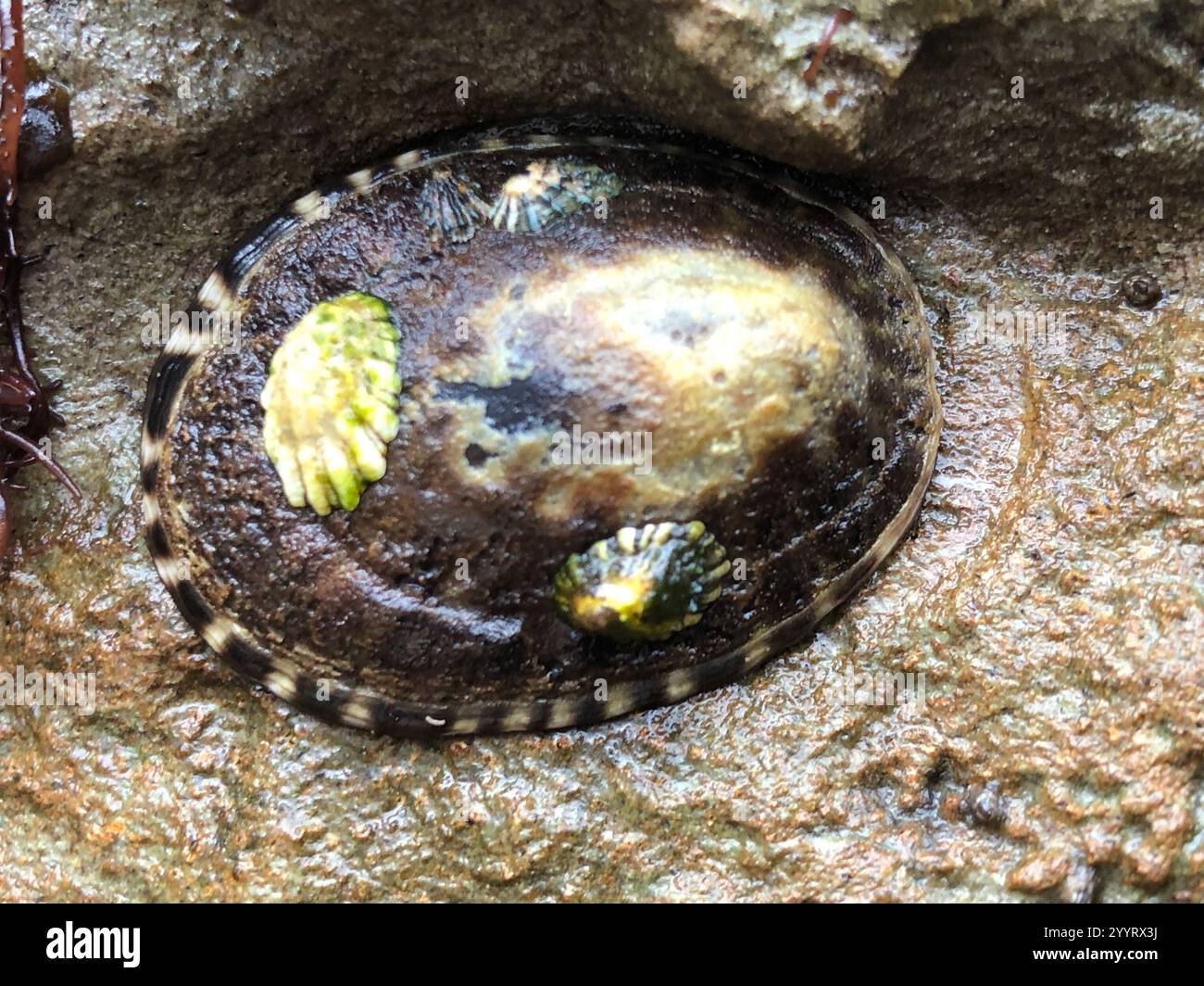 Owl Limpet (Lottia gigantea Stock Photo - Alamy