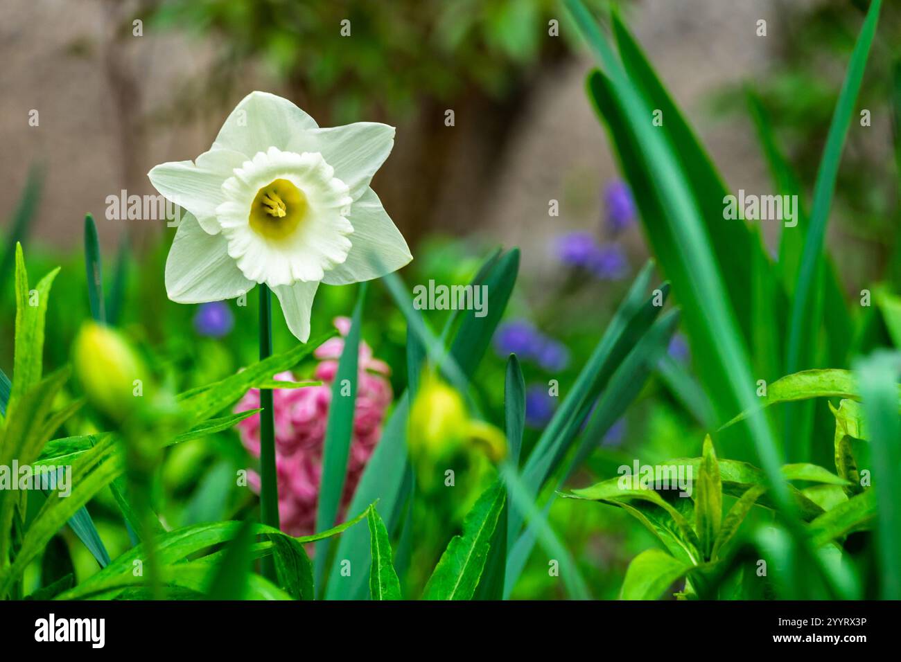 A single daffodil stands out among lush green leaves and colorful ...