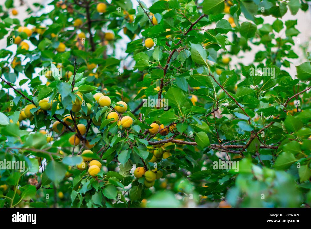 Lush branches are heavy with clusters of yellow plums surrounded by ...