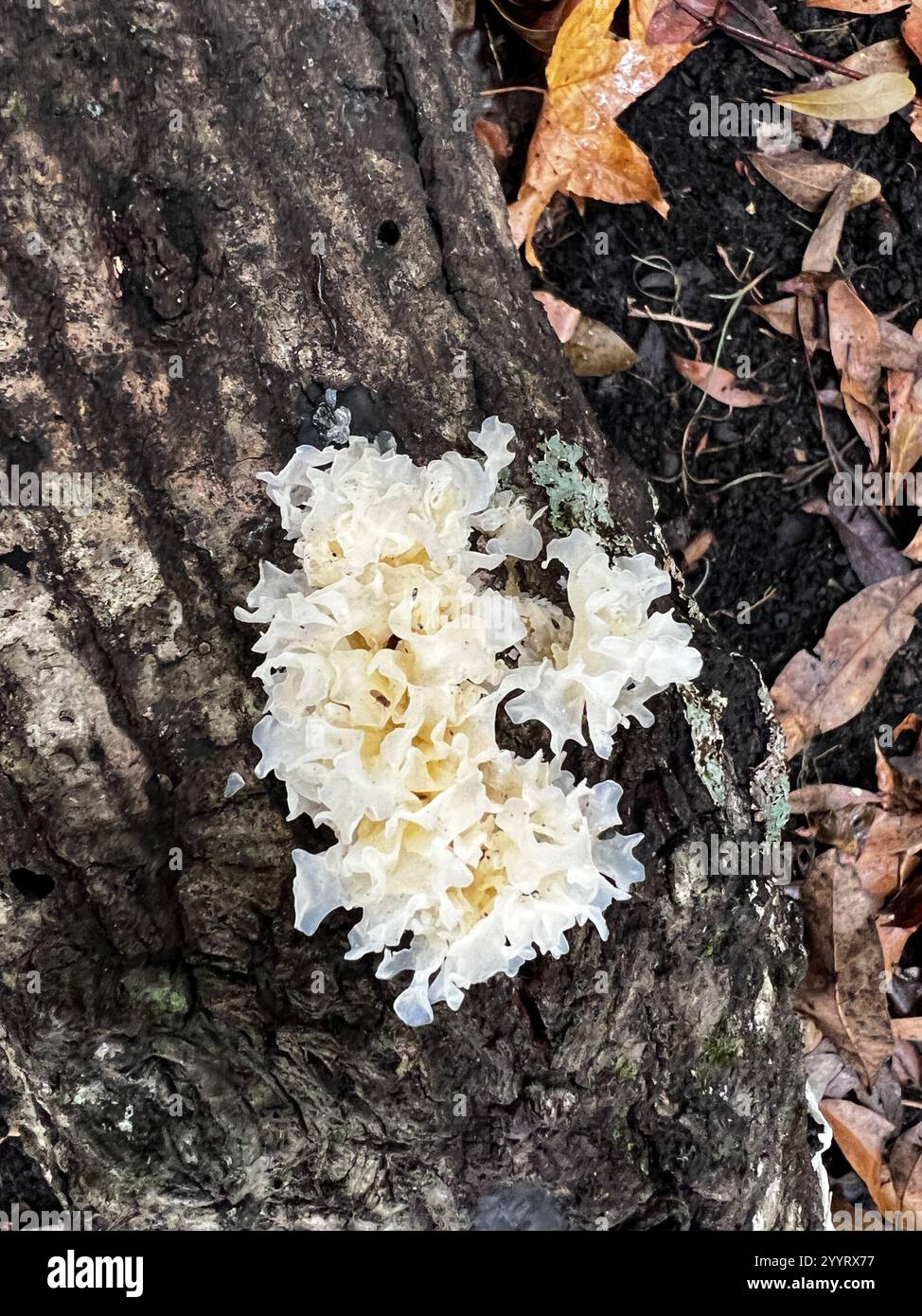 snow fungus (Tremella fuciformis Stock Photo - Alamy