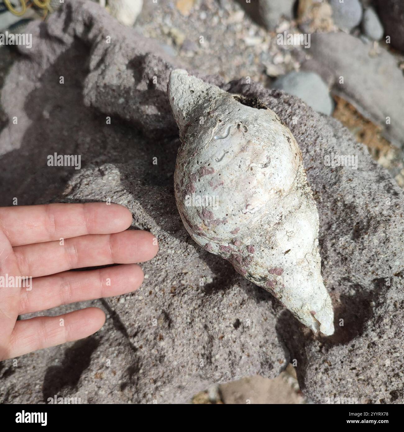 Atlantic Triton Snail (Charonia variegata Stock Photo - Alamy