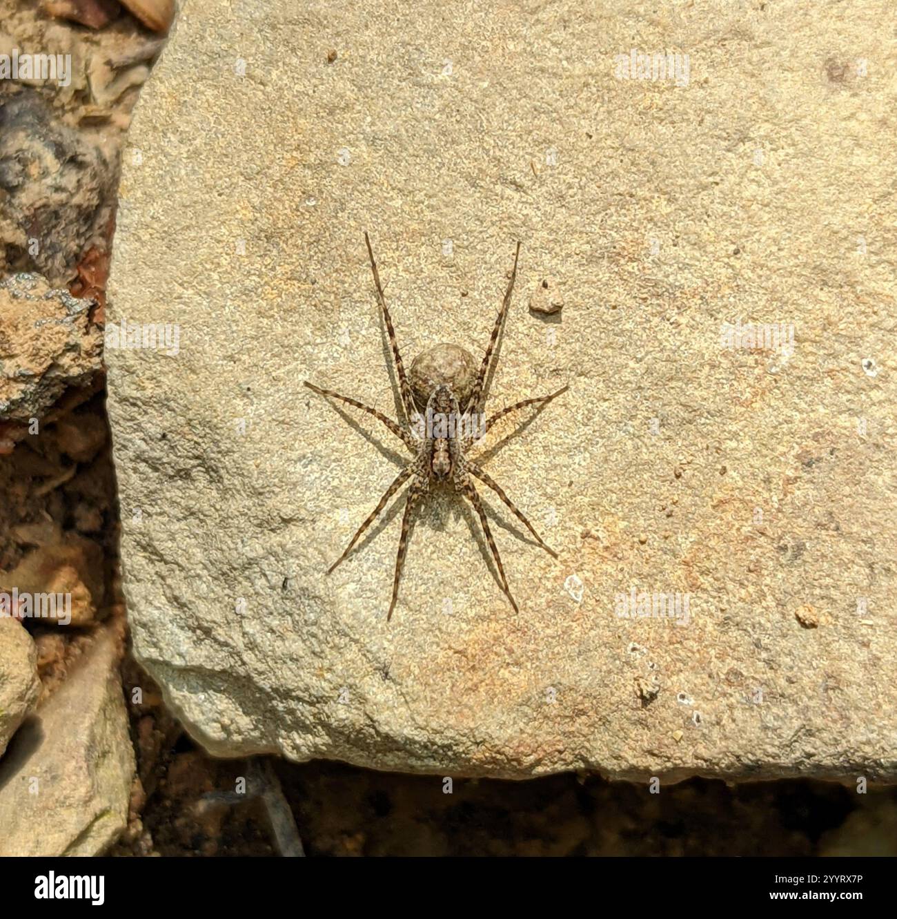 Thin-legged Wolf Spiders (Pardosa Stock Photo - Alamy