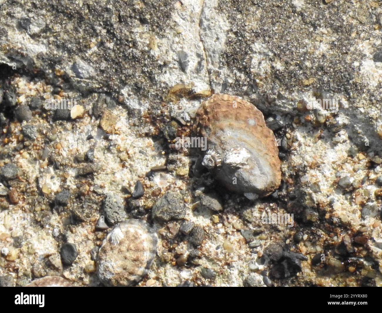Owl Limpet (Lottia gigantea Stock Photo - Alamy