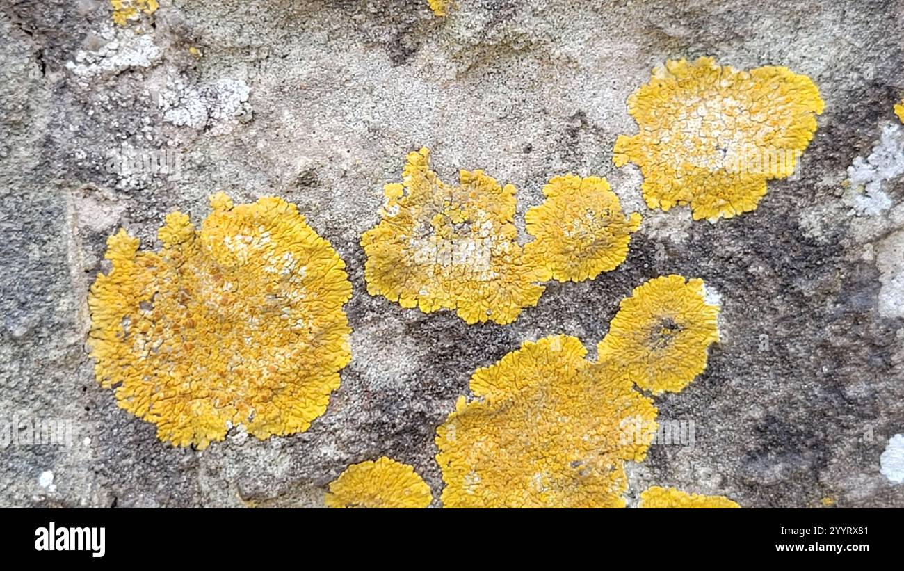 Limestone Lobed Firedot (Variospora flavescens Stock Photo - Alamy
