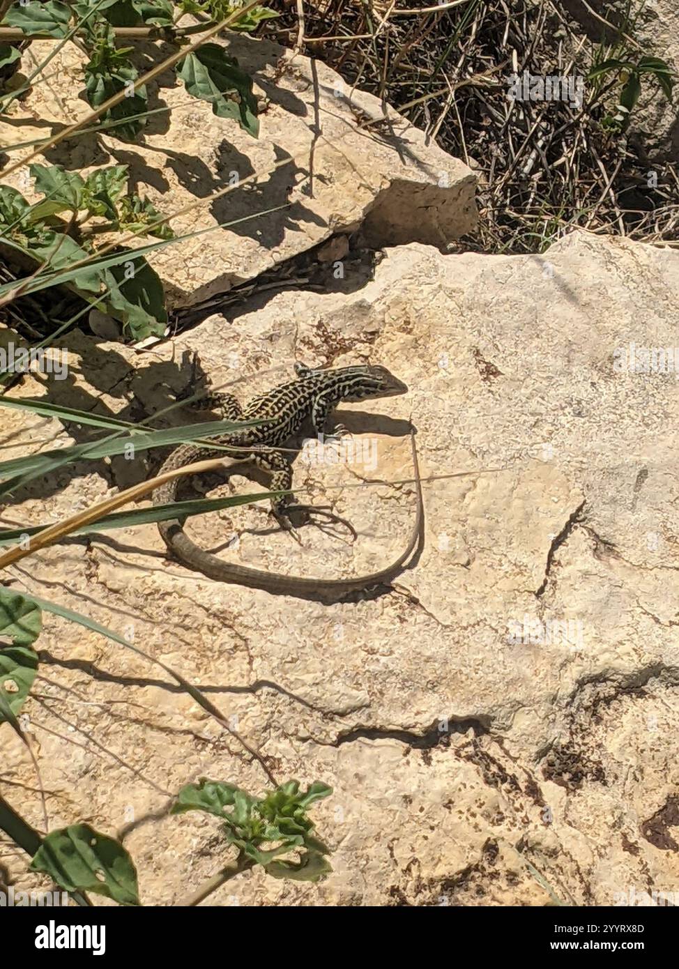 Common Checkered Whiptail (Aspidoscelis tesselatus Stock Photo - Alamy