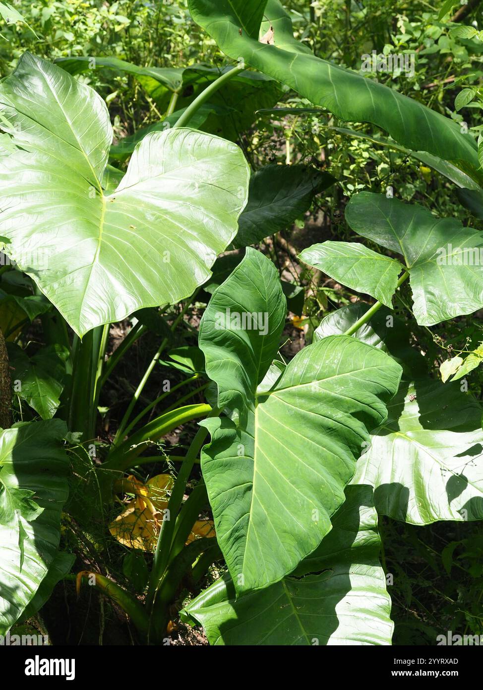 Arrowleaf Elephant's Ear (Xanthosoma sagittifolium Stock Photo - Alamy