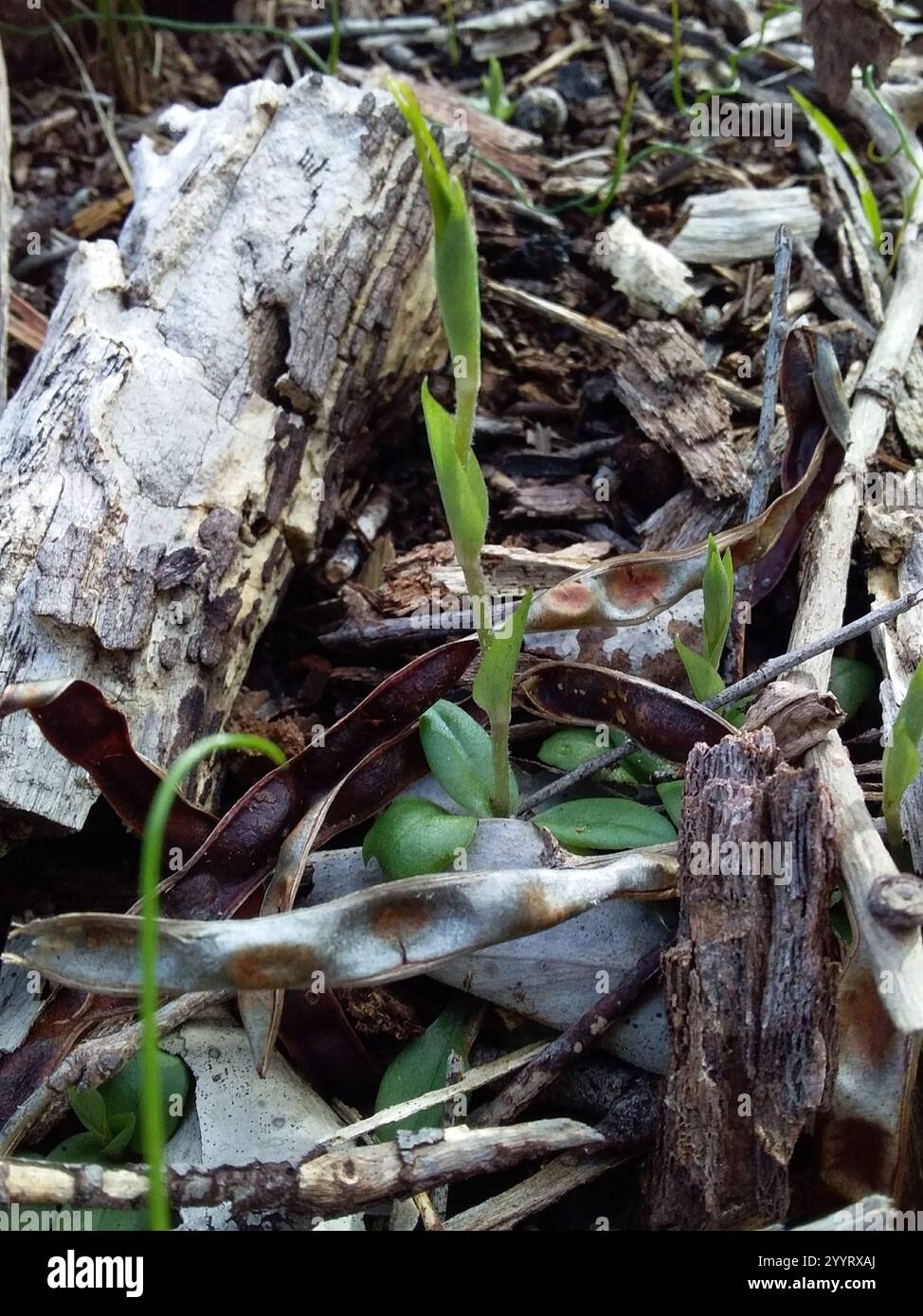 Pterostylis nana hi-res stock photography and images - Alamy