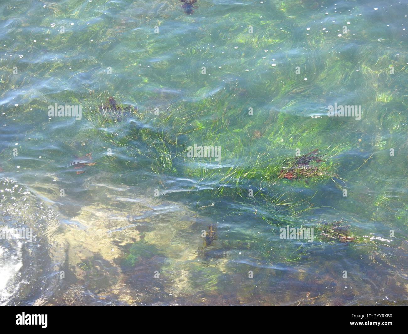 Torrey's Surfgrass (Phyllospadix torreyi Stock Photo - Alamy