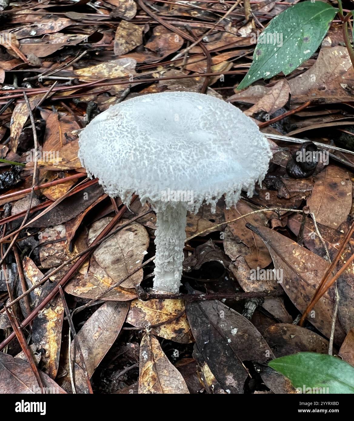 Cinereoconia hi-res stock photography and images - Alamy