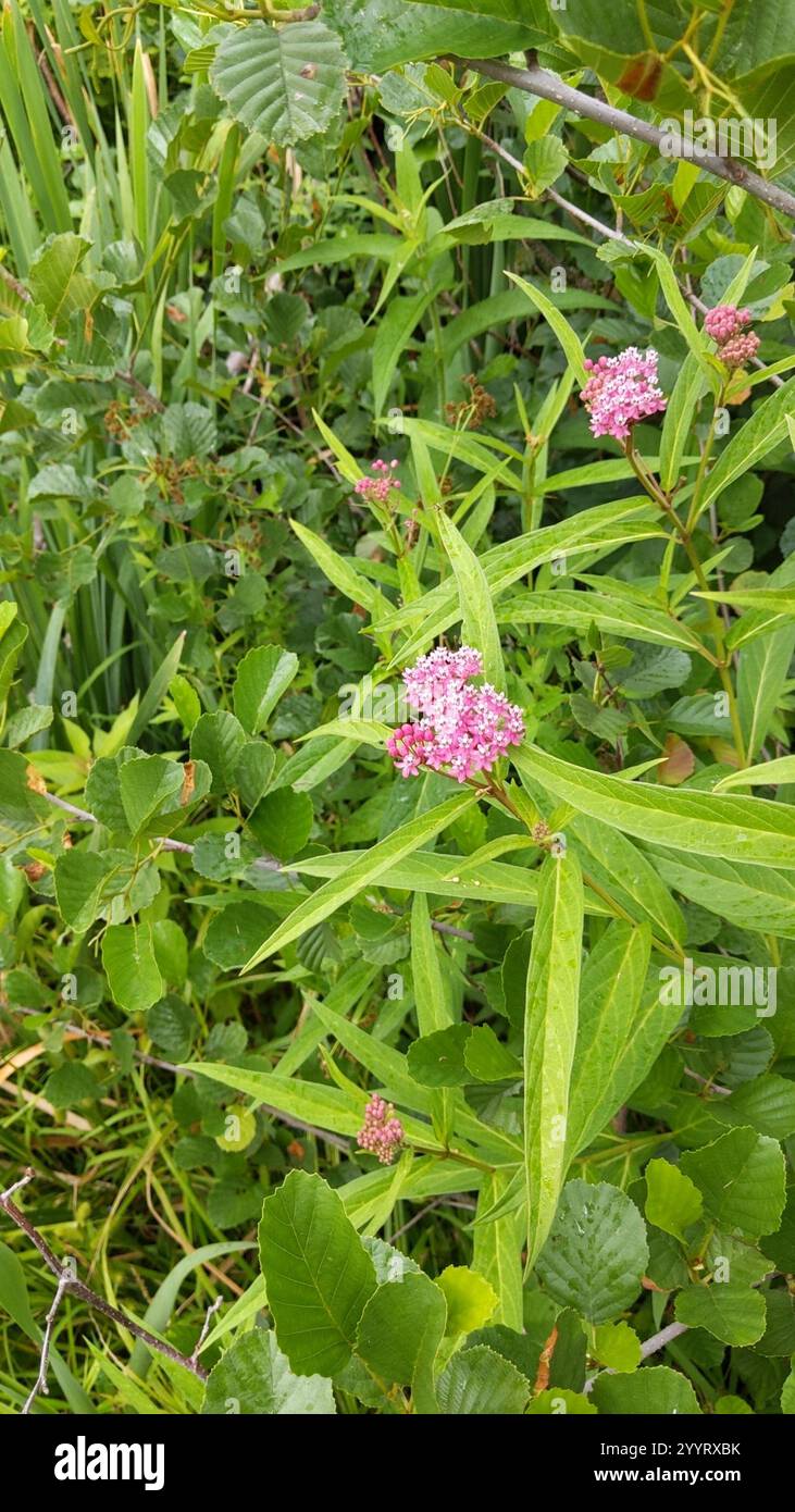 swamp milkweed (Asclepias incarnata Stock Photo - Alamy