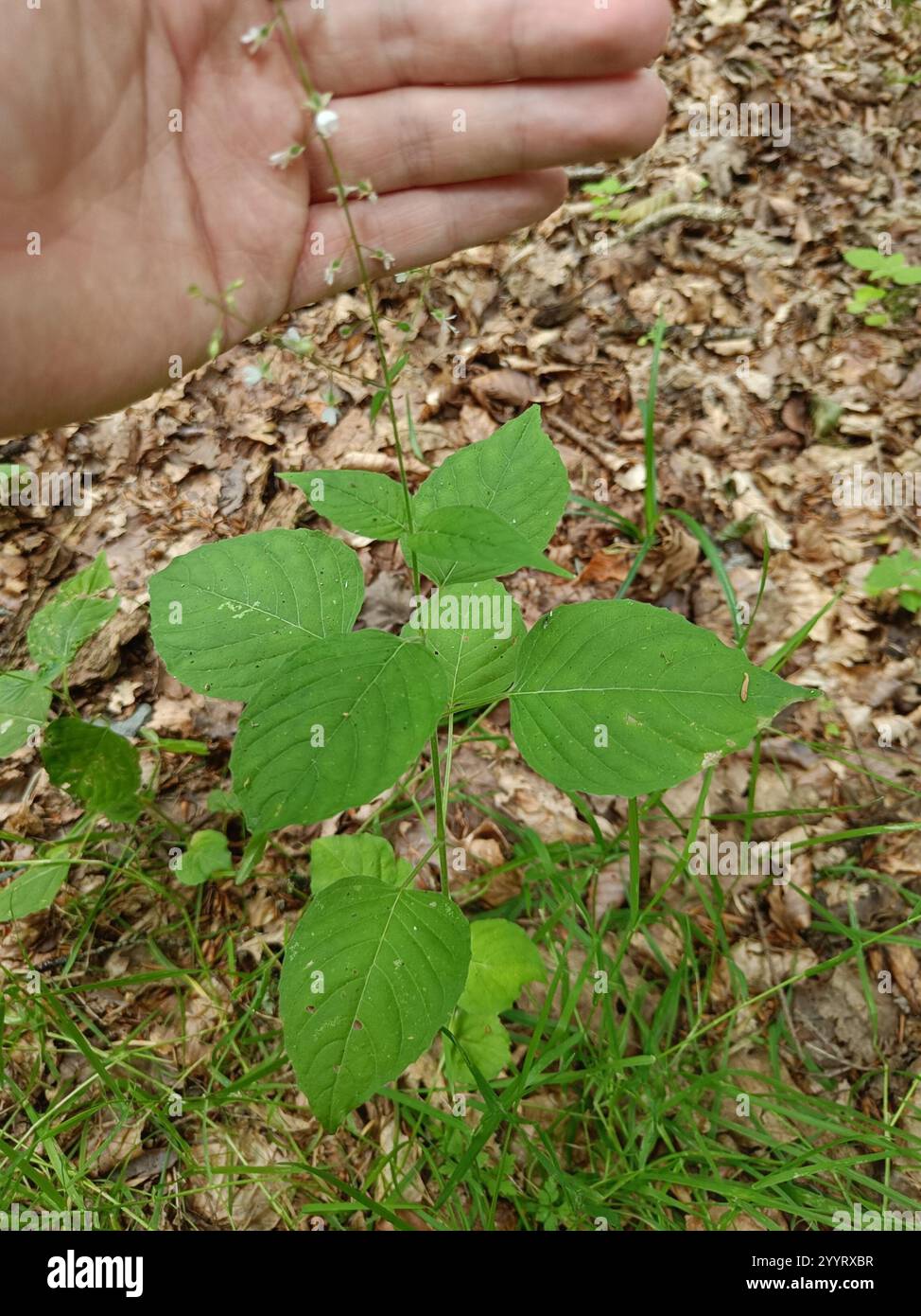 enchanter's-nightshade (Circaea lutetiana Stock Photo - Alamy