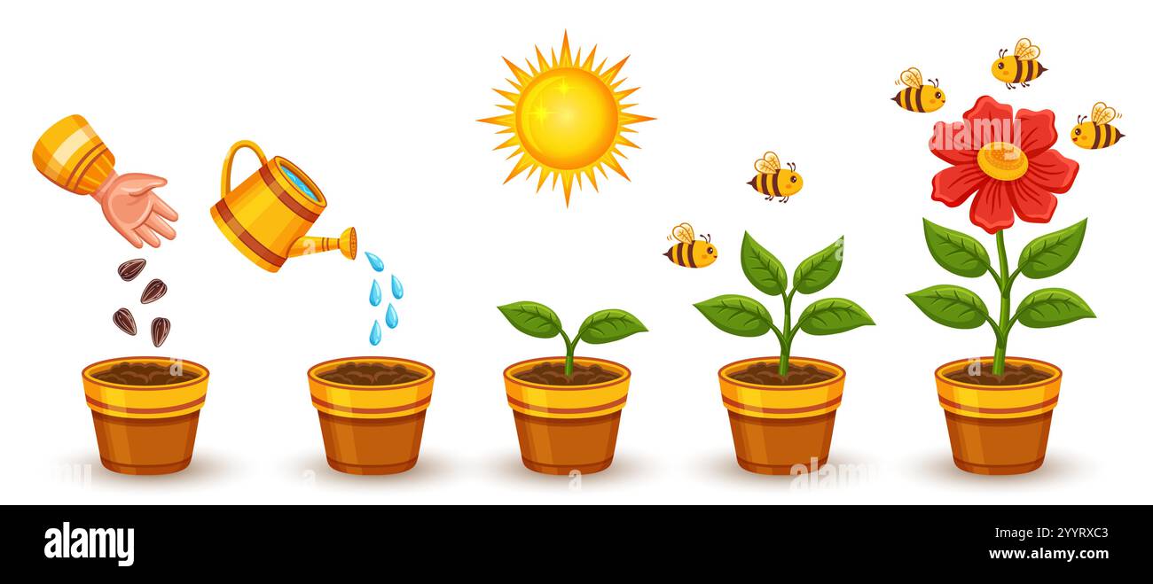 Flower plant growth stage, houseplant growing process, garden blooming ...