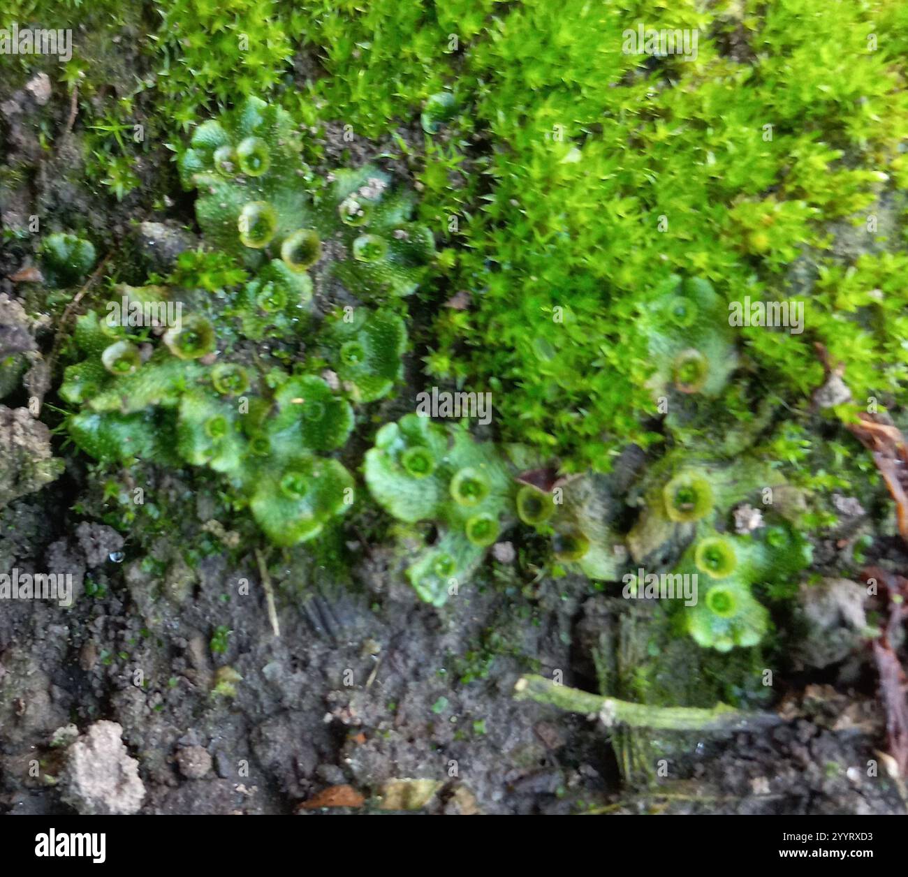 Common Liverwort (Marchantia polymorpha Stock Photo - Alamy