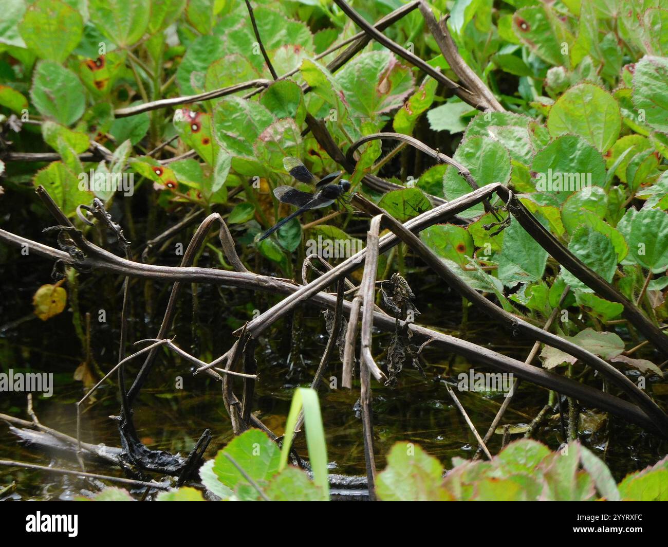 Black-winged Dragonlet (Erythrodiplax funerea Stock Photo - Alamy