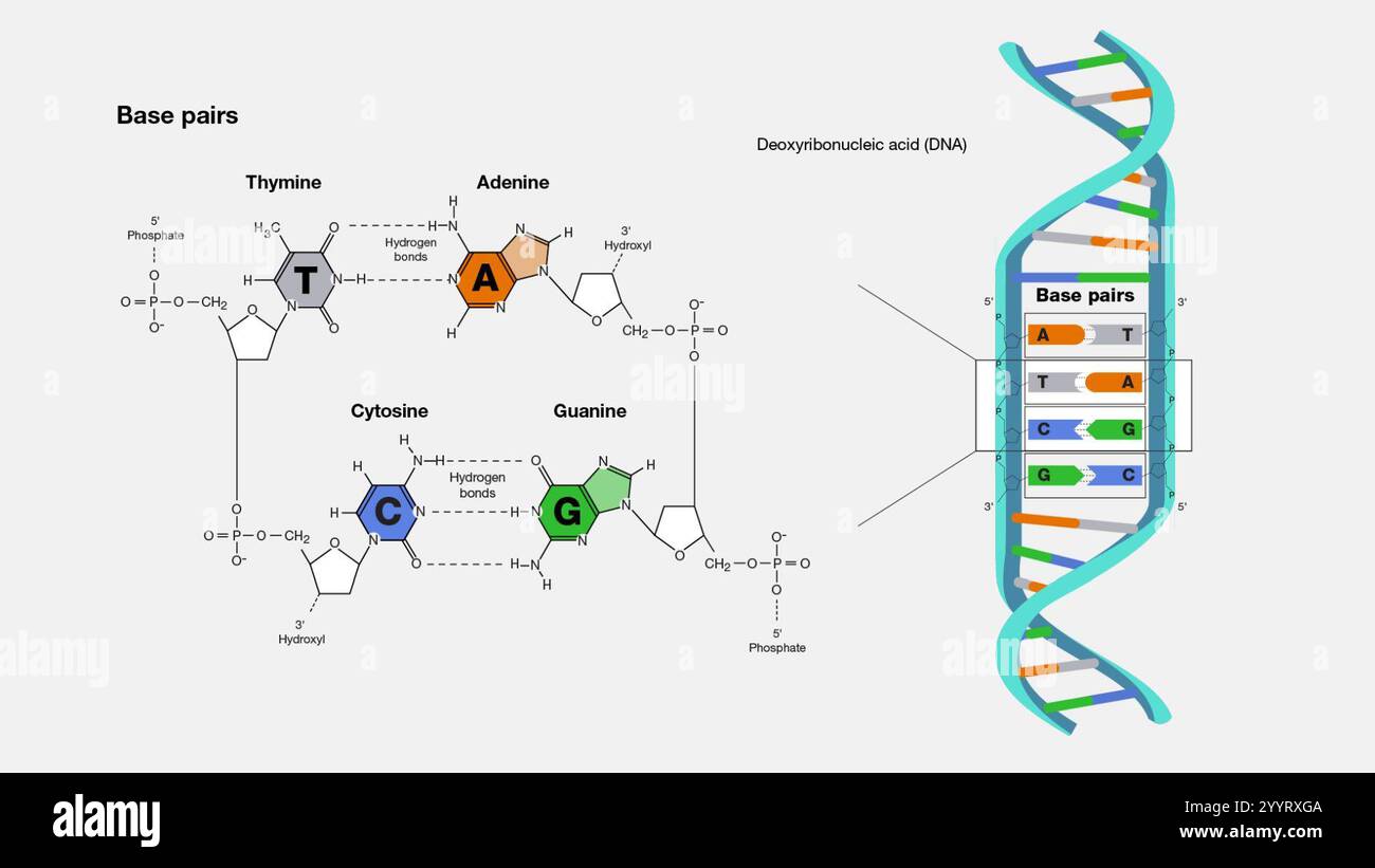 DNA base-pair diagram Stock Photo - Alamy