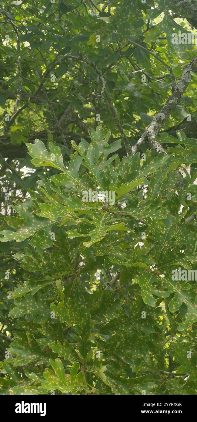bur oak (Quercus macrocarpa Stock Photo - Alamy