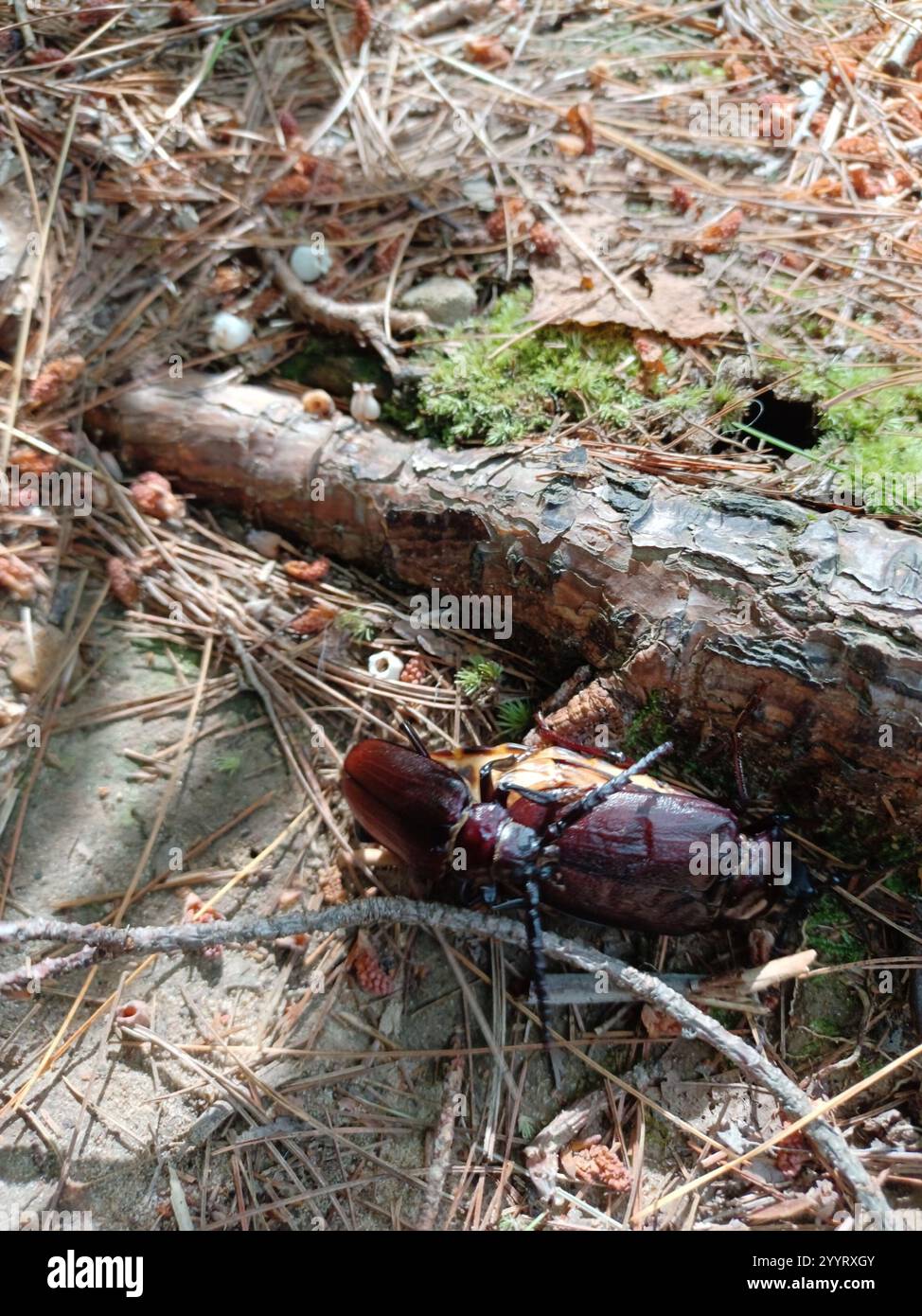 Tooth-necked Longhorn Beetle (Prionus pocularis Stock Photo - Alamy