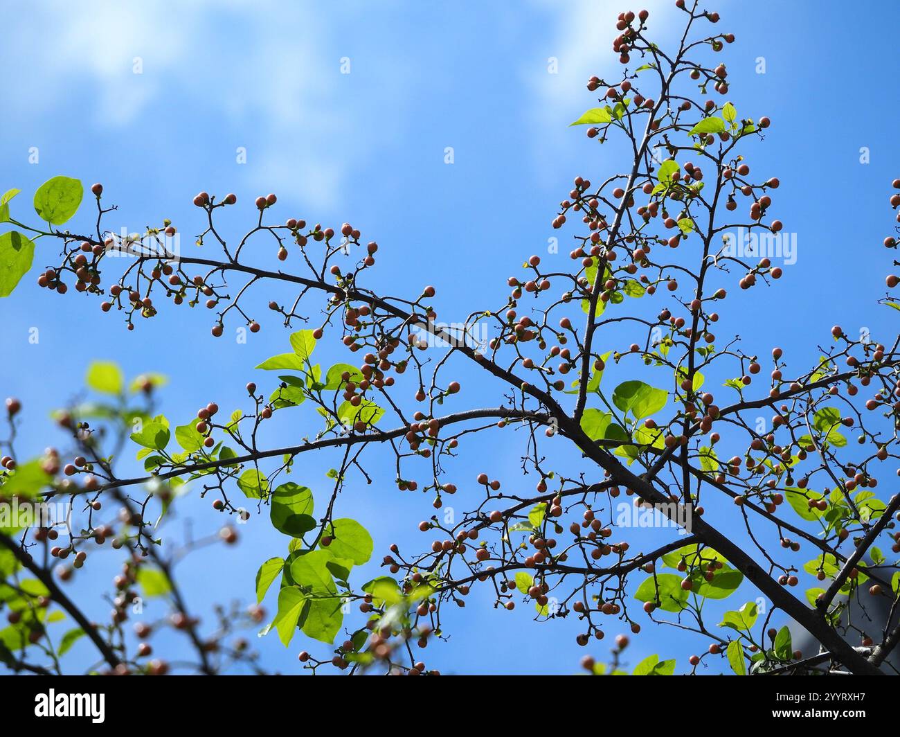 Clammy Cherry (Cordia dichotoma Stock Photo - Alamy
