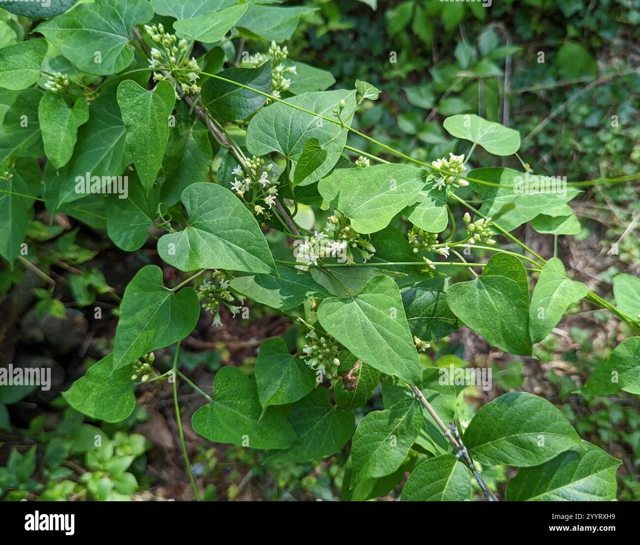honey-vine climbing milkweed (Cynanchum laeve Stock Photo - Alamy