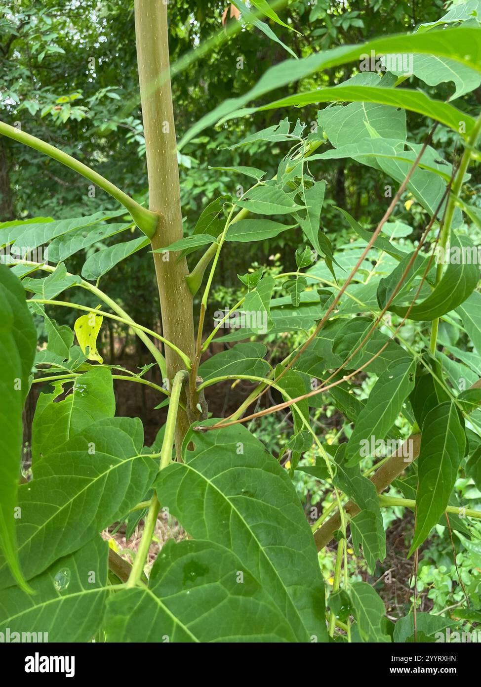 tree-of-heaven (Ailanthus altissima Stock Photo - Alamy
