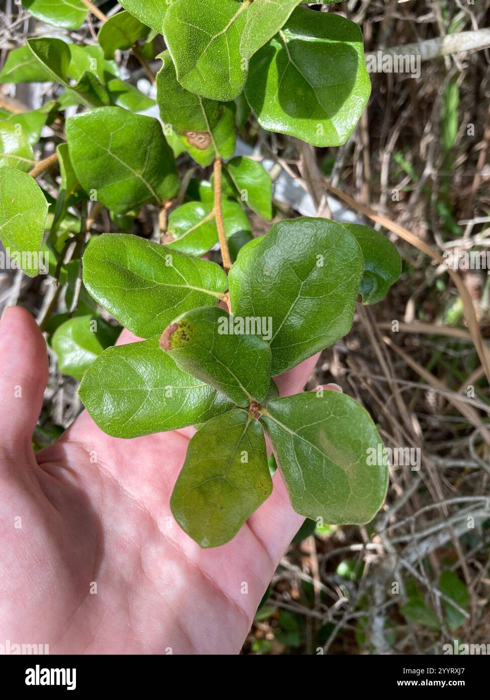 Myrtle Oak (Quercus myrtifolia Stock Photo - Alamy
