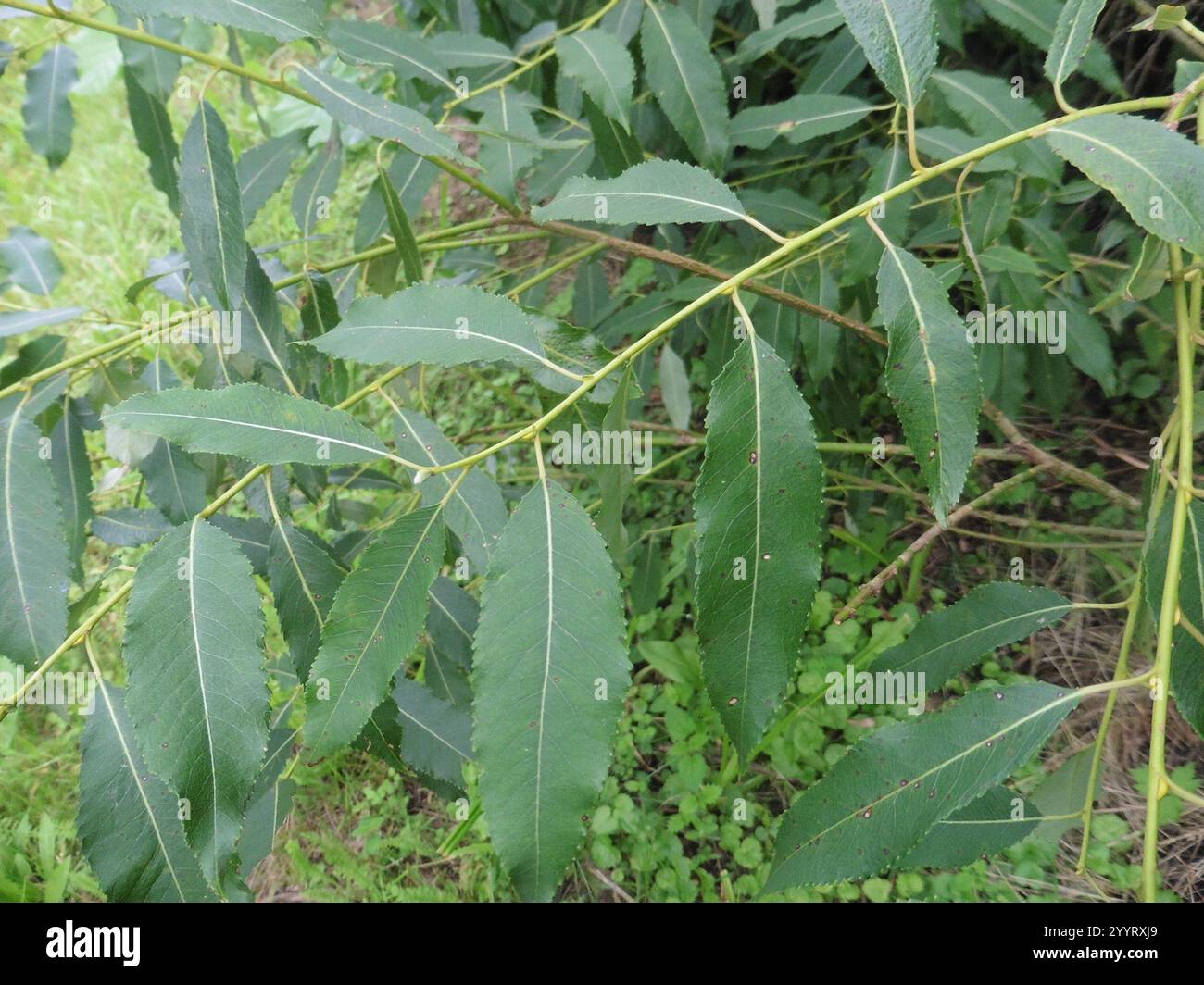 Almond Willow (Salix triandra Stock Photo - Alamy