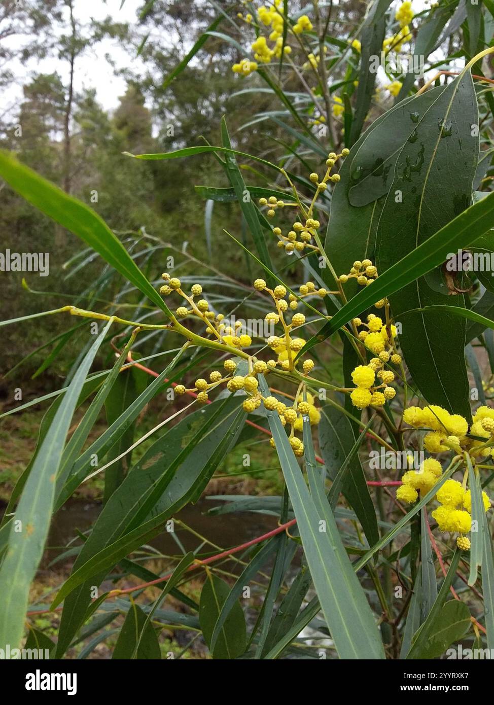 Silver Wattle (Acacia retinodes Stock Photo - Alamy