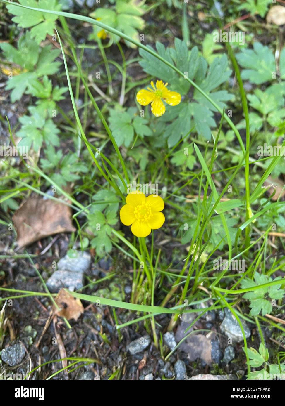 Creeping buttercup (Ranunculus repens Stock Photo - Alamy