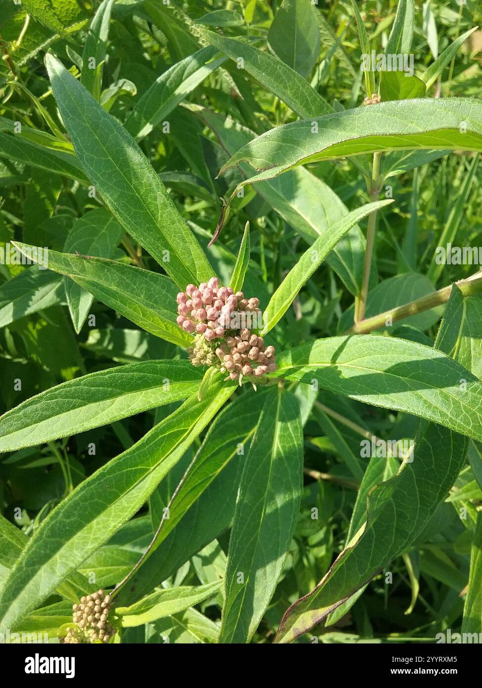 swamp milkweed (Asclepias incarnata Stock Photo - Alamy