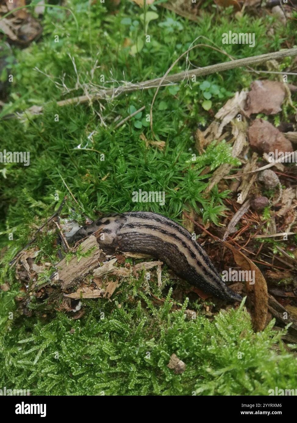 Leopard Slug (Limax maximus Stock Photo - Alamy
