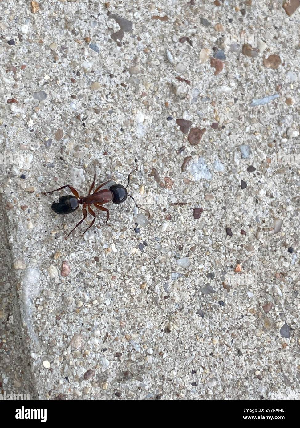 Texas Carpenter Ant (Camponotus texanus Stock Photo - Alamy