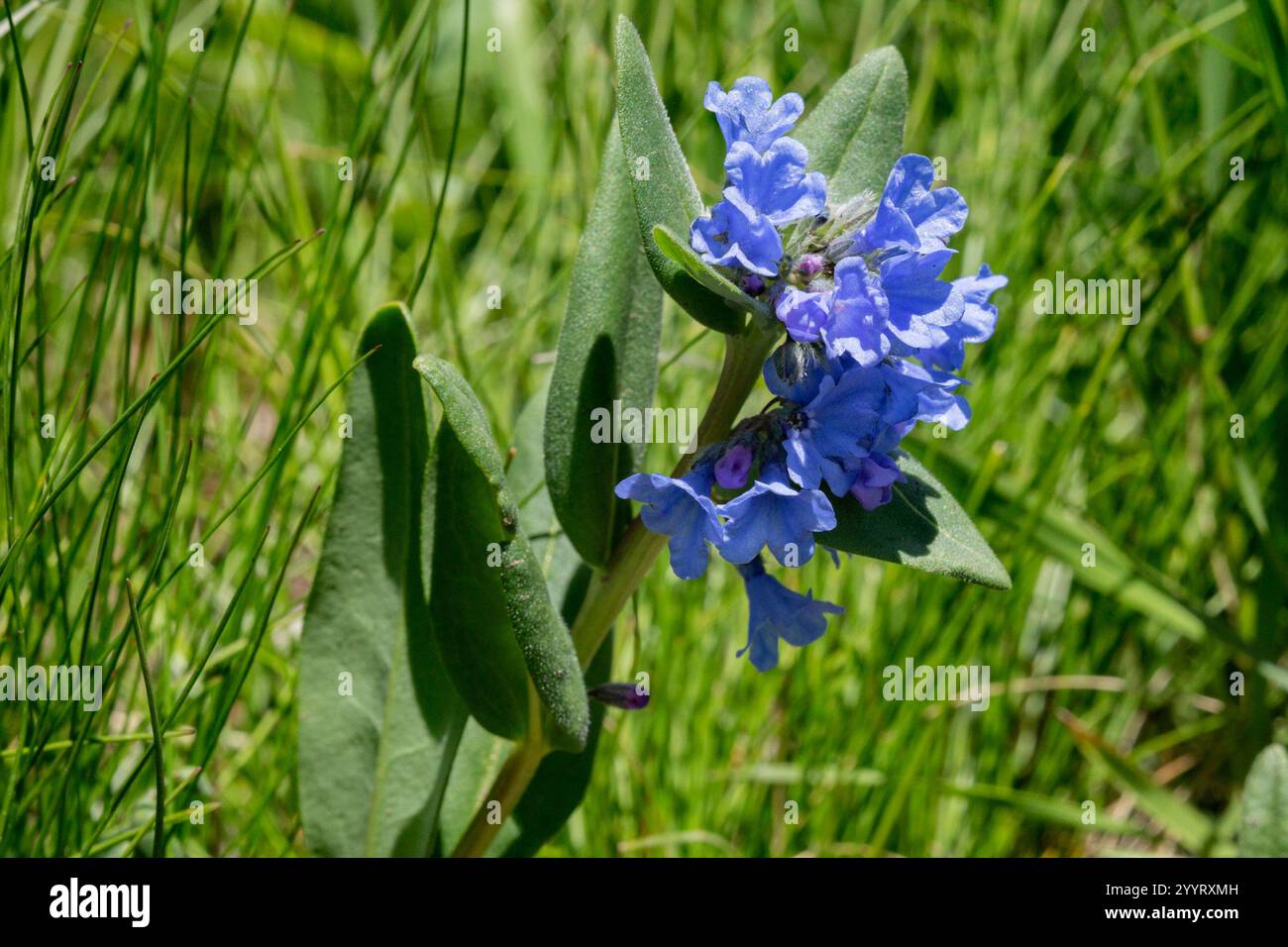 Shortstyle Bluebells (Mertensia brevistyla Stock Photo - Alamy