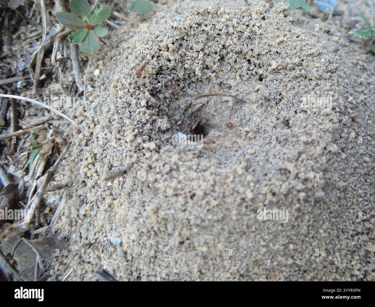 Buren's Pyramid Ant (Dorymyrmex bureni Stock Photo - Alamy