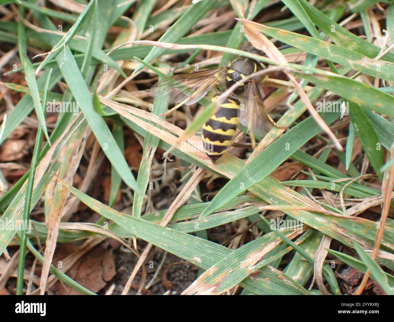 Alaska Yellowjacket (Vespula alascensis Stock Photo - Alamy