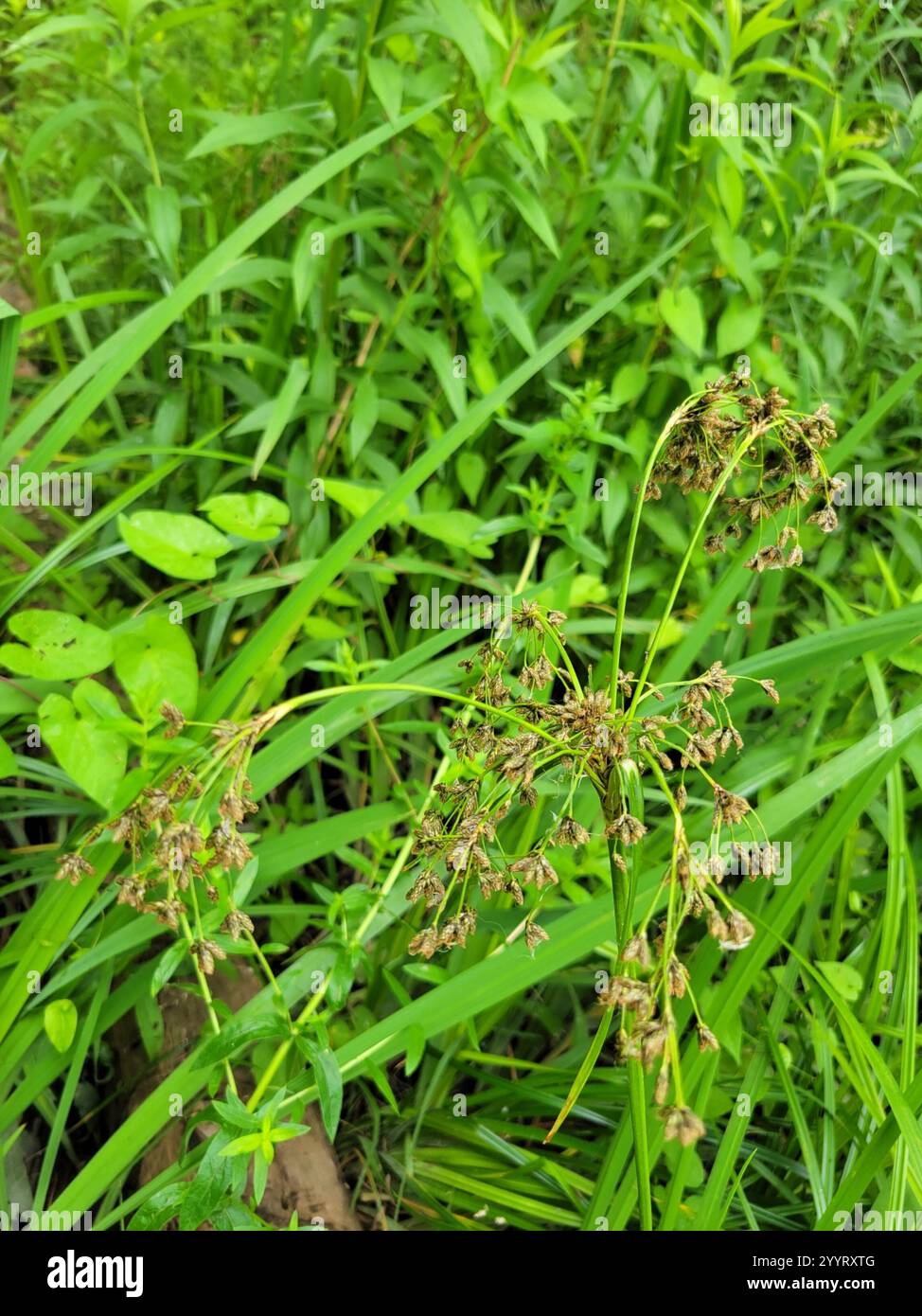 Panicled Bulrush (Scirpus microcarpus Stock Photo - Alamy