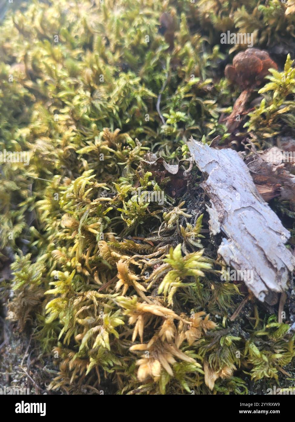 Pleurozium pleurozium schreberi hi-res stock photography and images - Alamy