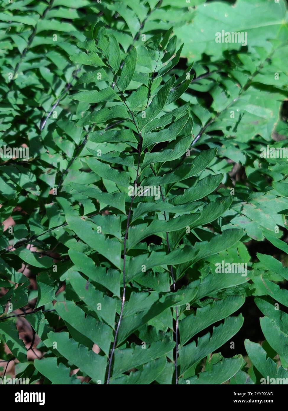 northern maidenhair fern (Adiantum pedatum Stock Photo - Alamy