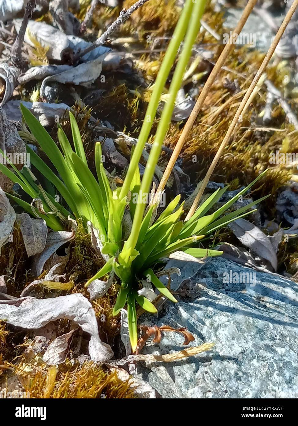 Scottish Asphodel (Tofieldia pusilla Stock Photo - Alamy