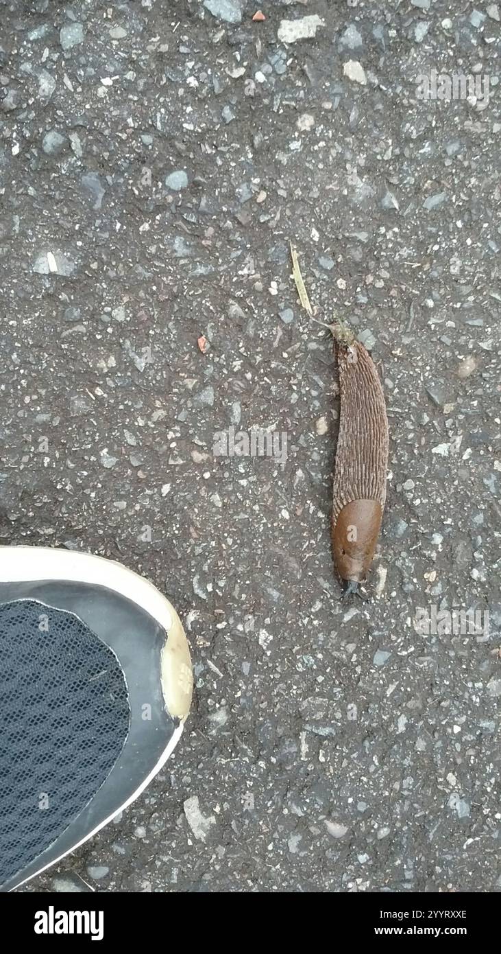 Arion Slugs (Arion Stock Photo - Alamy