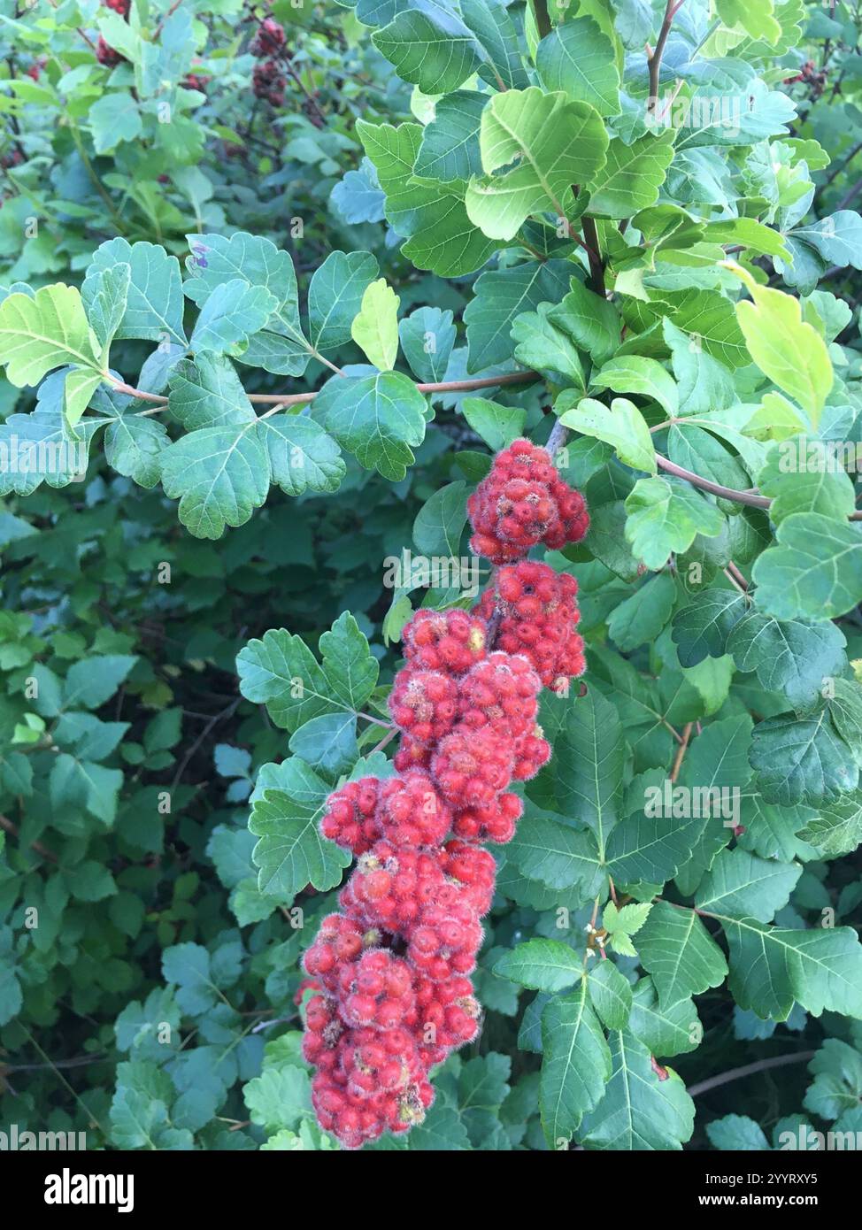 fragrant sumac (Rhus aromatica Stock Photo - Alamy