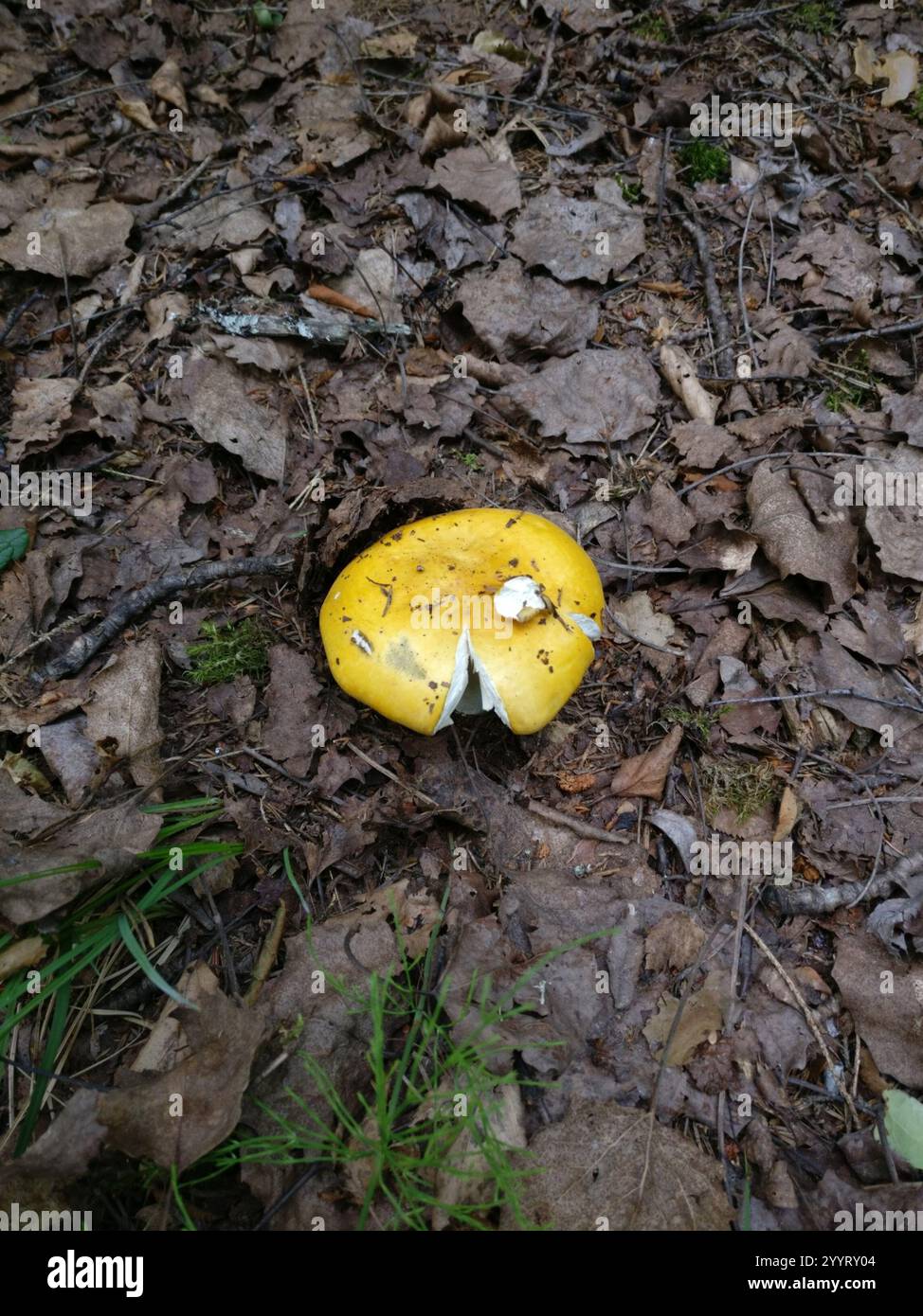Yellow Swamp Brittlegill (Russula claroflava Stock Photo - Alamy
