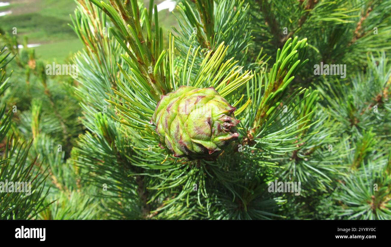 dwarf Siberian pine (Pinus pumila Stock Photo - Alamy