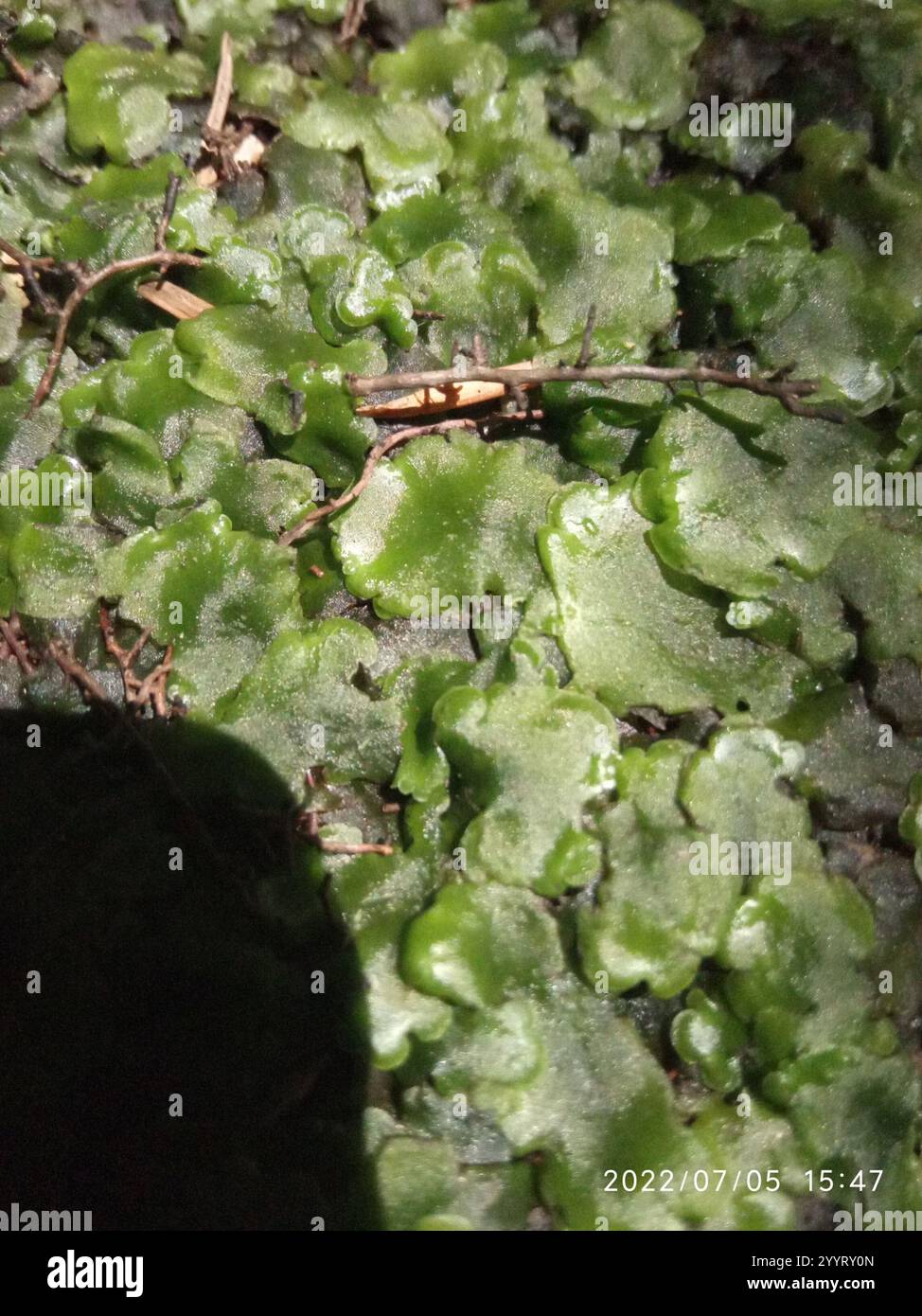 common pellia (Pellia epiphylla Stock Photo - Alamy