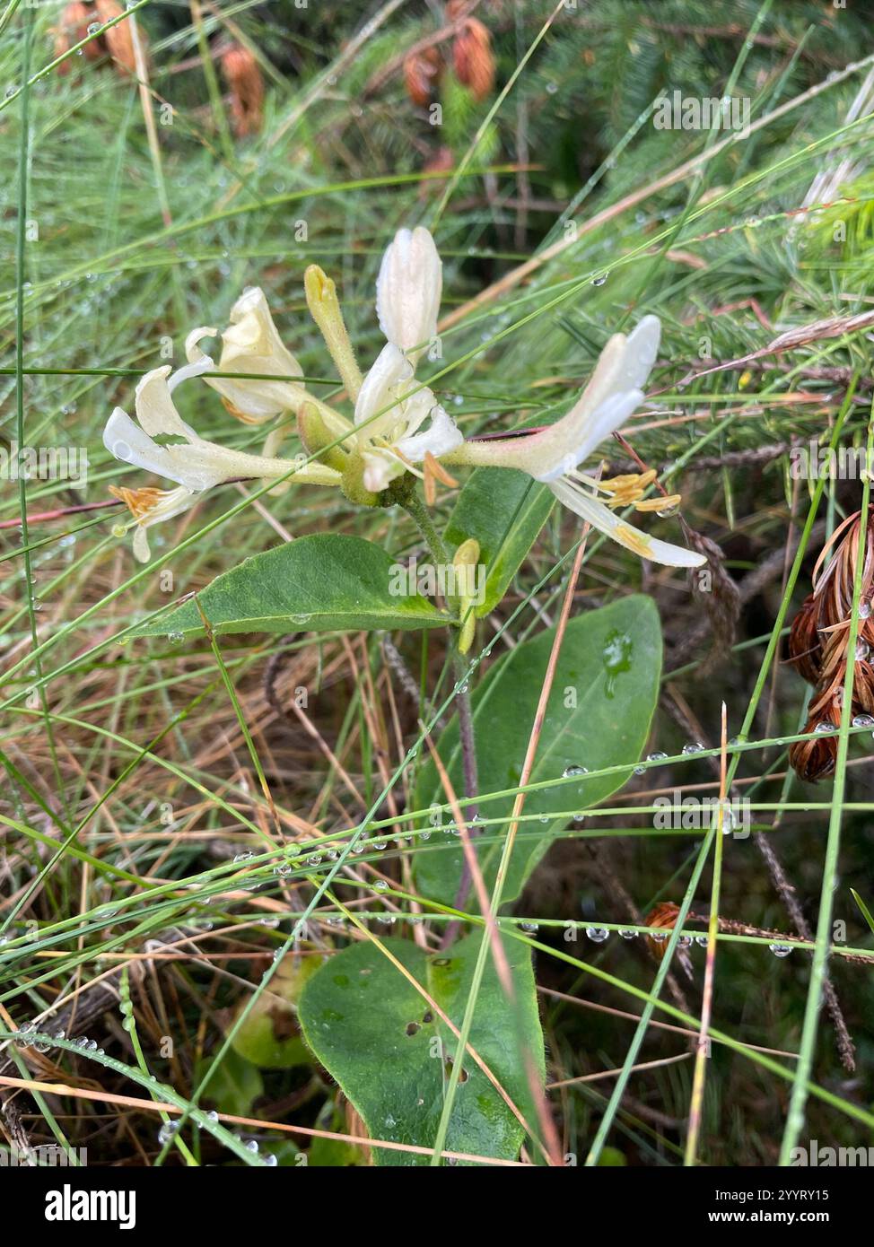 Common Honeysuckle (Lonicera periclymenum Stock Photo - Alamy