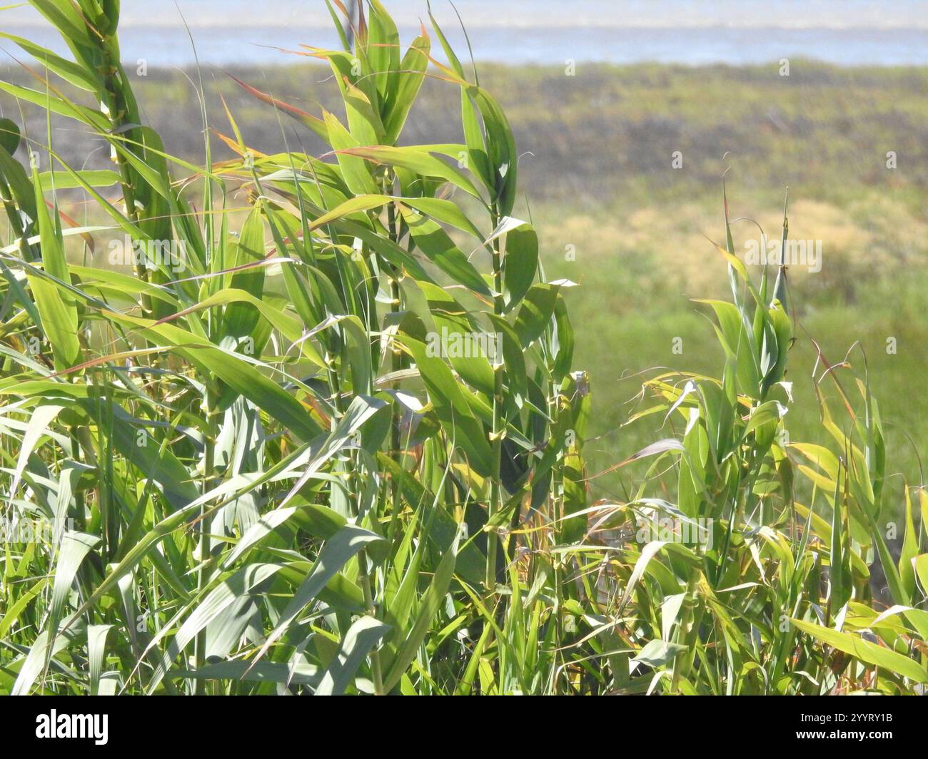 giant reed (Arundo donax Stock Photo - Alamy