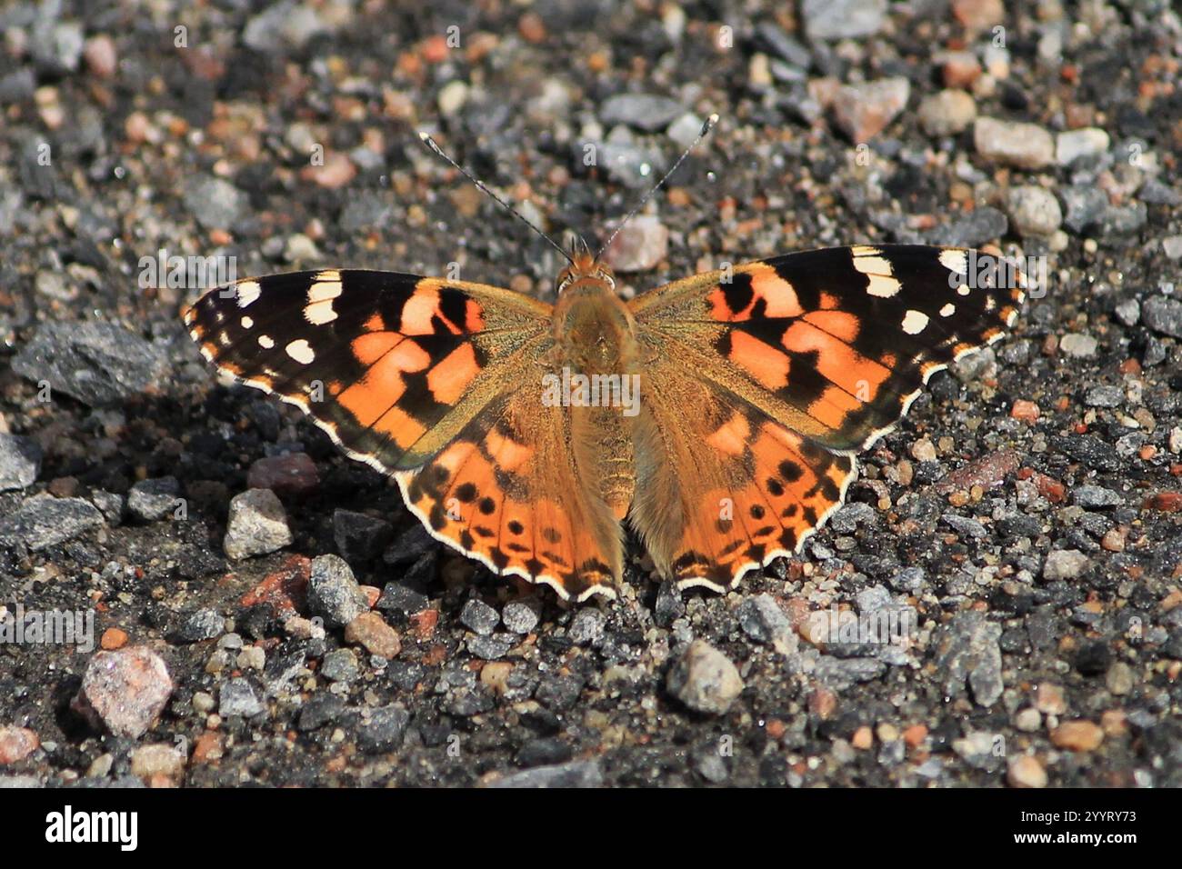 Painted Lady (Vanessa cardui Stock Photo - Alamy