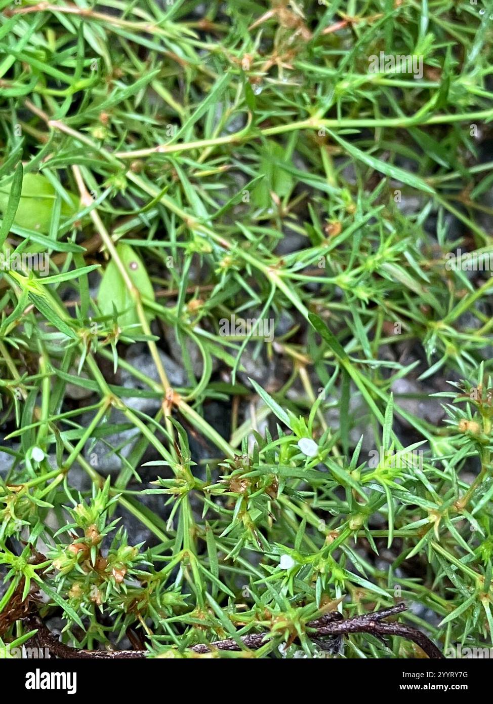 Rust Weed (Polypremum procumbens Stock Photo - Alamy