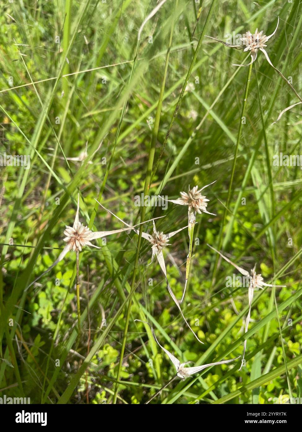 Whitetop sedge hi-res stock photography and images - Alamy