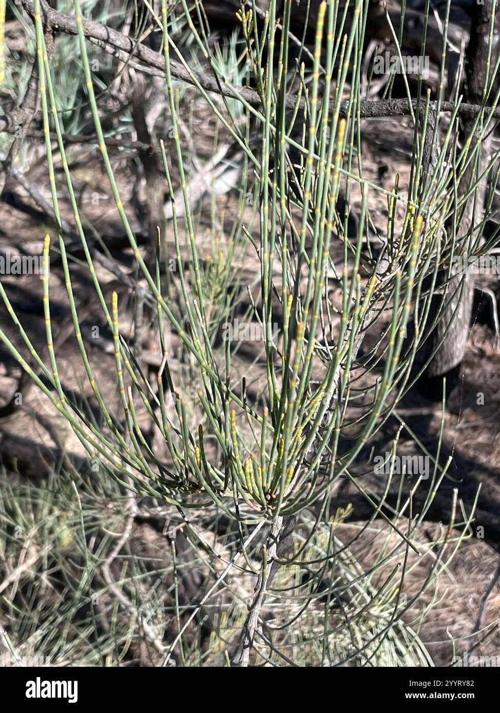 Buloke (Allocasuarina luehmannii Stock Photo - Alamy