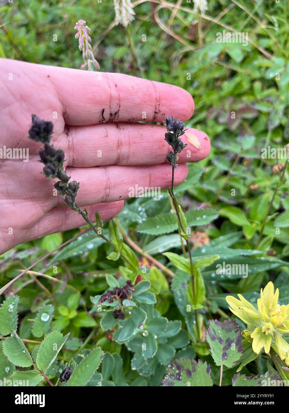 American alpine speedwell hi-res stock photography and images - Alamy